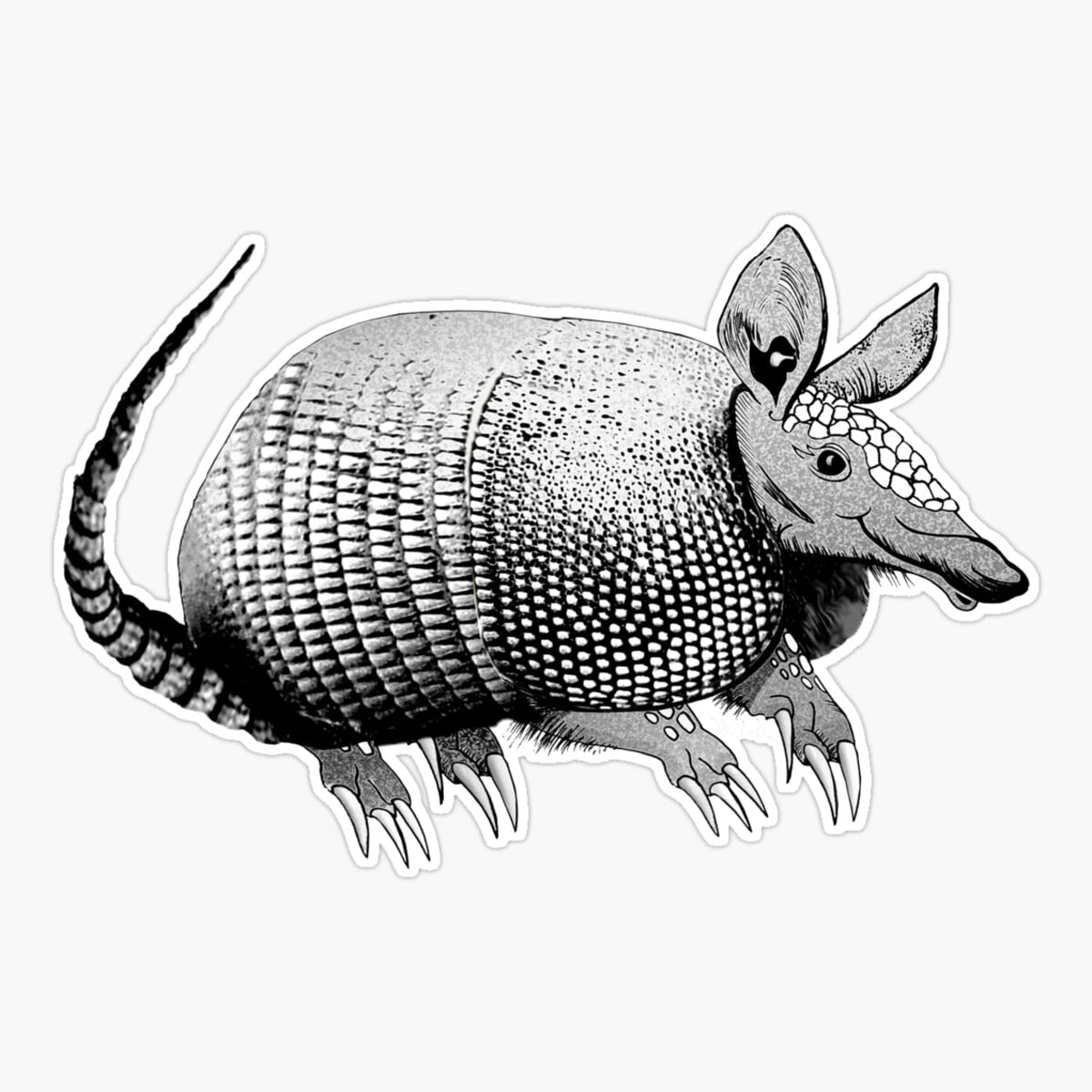 Maneki Cute Armadillo Sticker, Phone Decal Water Bottle Stickers Car Decals, Funny Birthday Gift ...