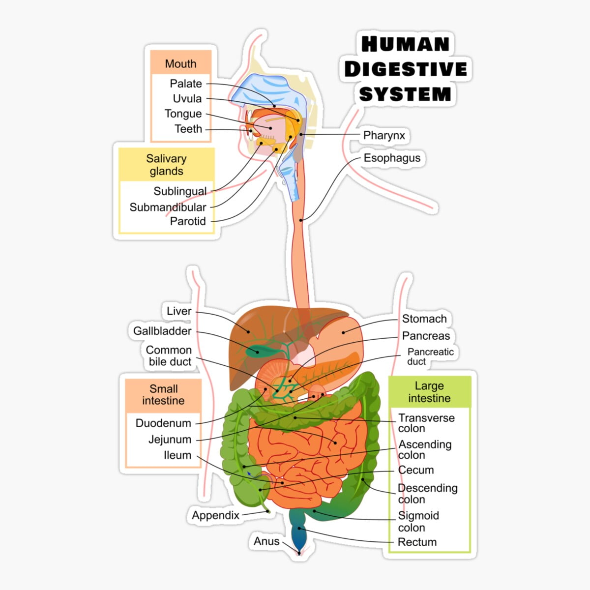 Maneki Diagram Of The Human Digestive System Er, Phone Decal Water ...