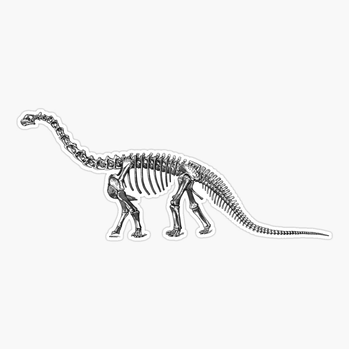 Maneki Dinosaur Collection - Camarasaurus Skeleton Er, Phone Decal ...