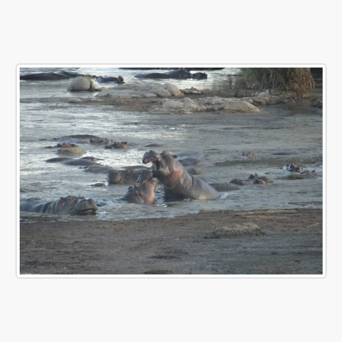 Maneki Drama In The Hippo Pond Er, Phone Decal Water Bottle Stickers ...