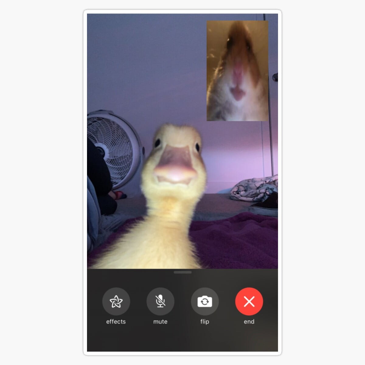 Maneki Duck And Hamster Facetime Er, Phone Decal Water Bottle Stickers Car Decals, Funny ...