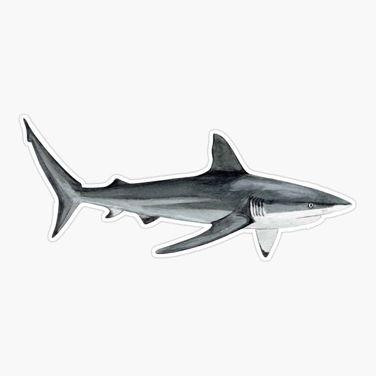 Maneki Dusky Shark-Carcharhinus Obscurus Sticker, Phone Decal Water ...