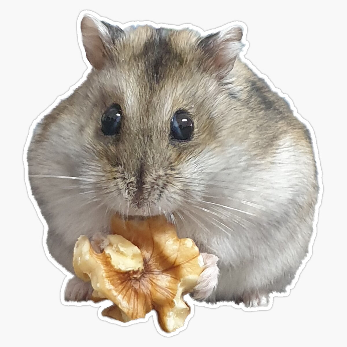 Maneki Dwarf Hamster Eating A Walnut Er, Phone Decal Water Bottle ...