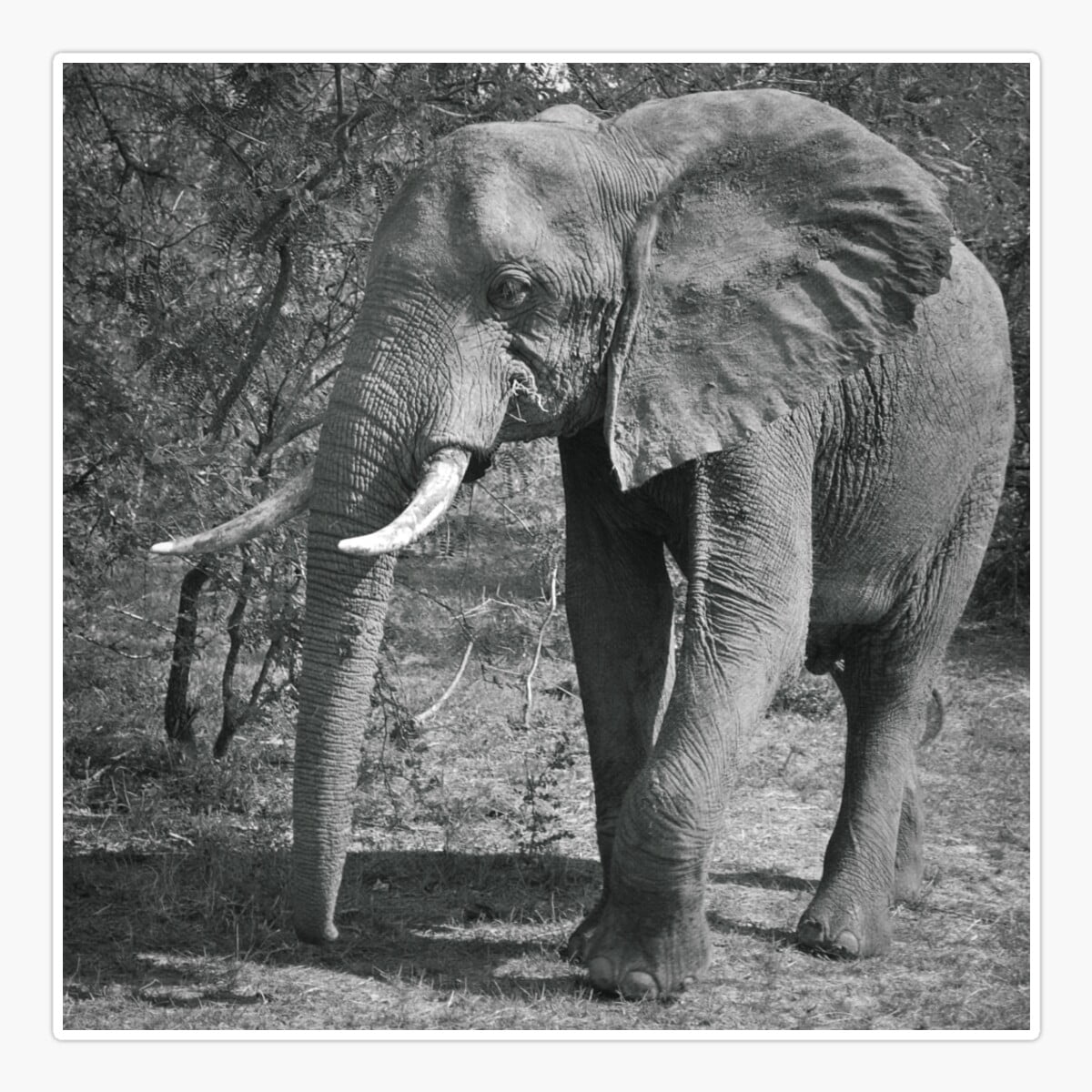 Maneki Elephant On Patrol In Tanzania Er, Phone Decal Water Bottle ...