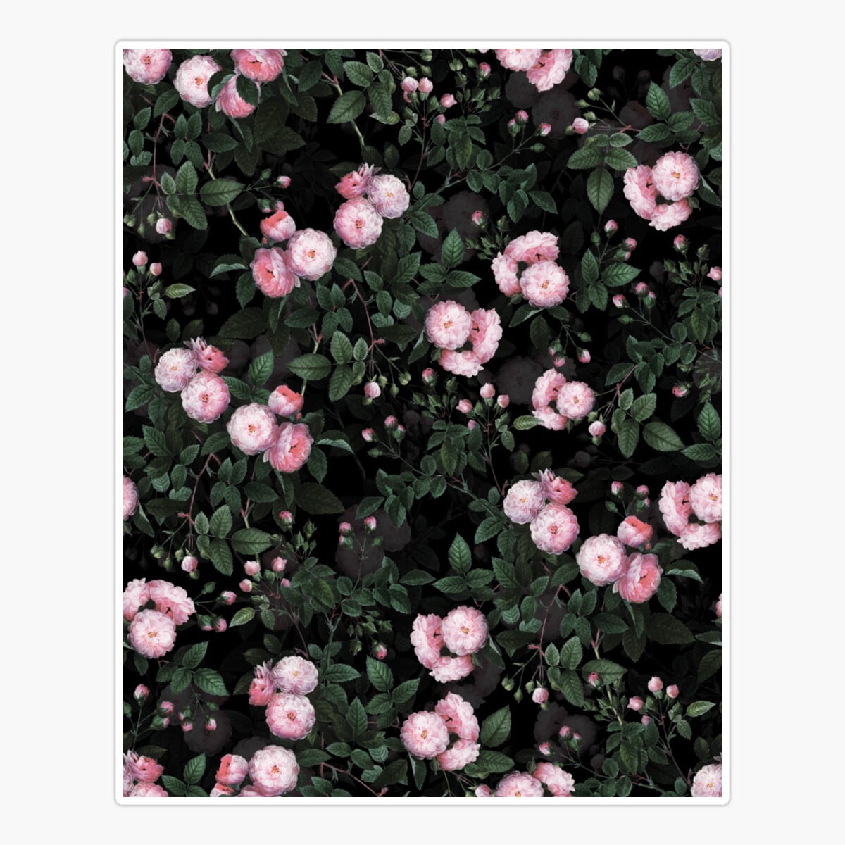 Maneki The Most Famous Rambler Roses In The World By Redouté Moonlight ...