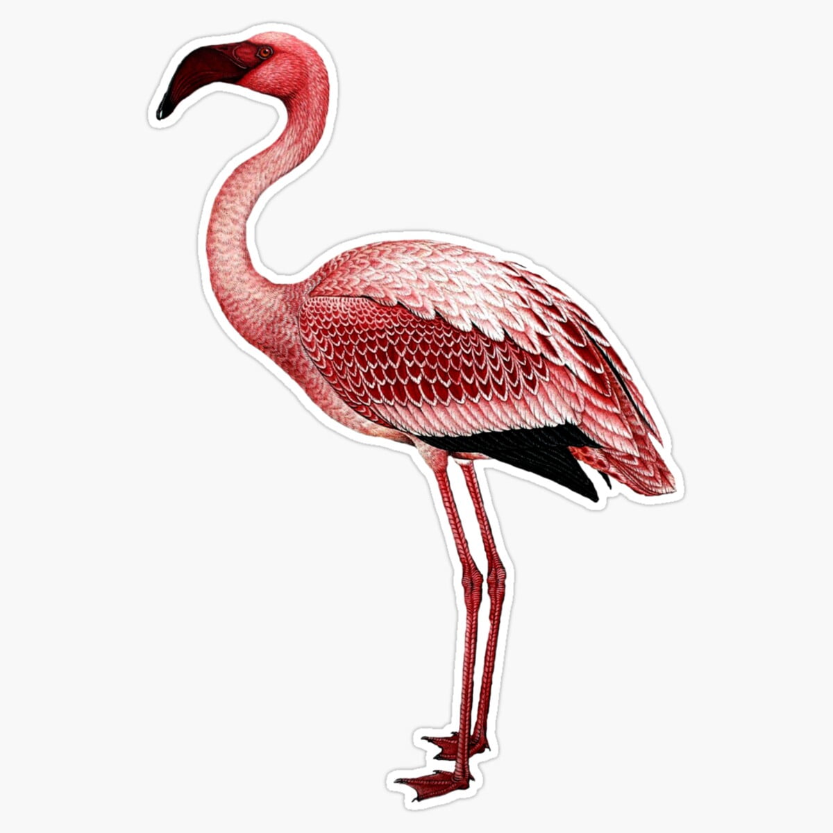 Maneki Flamingo Vintage Illustration Er, Phone Decal Water Bottle ...