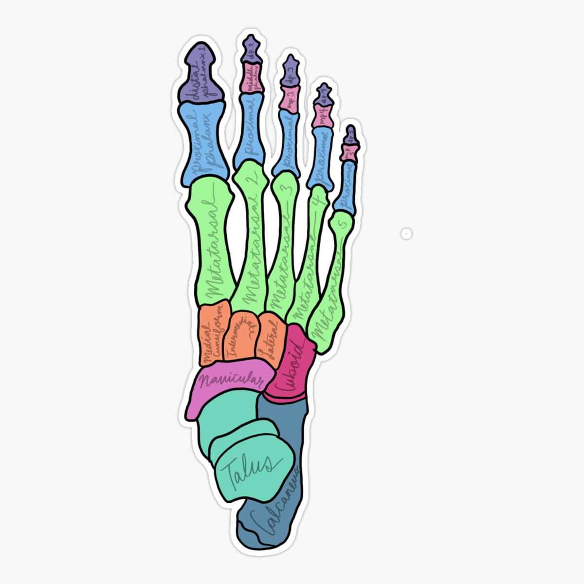 Maneki Foot Anatomy Labeled Er, Phone Decal Water Bottle Stickers Car ...