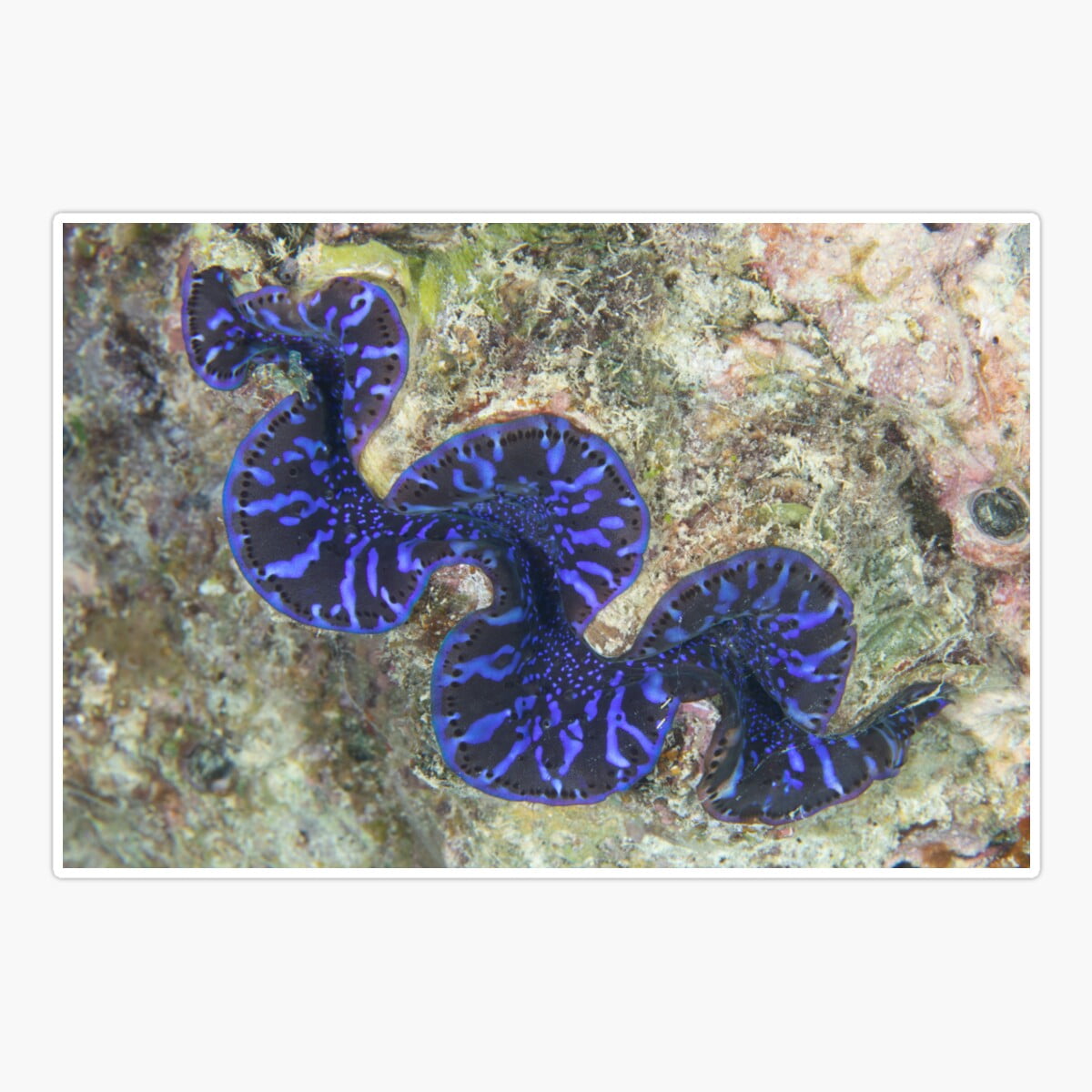 Maneki Giant Clam Embedded In The Reesticker, Phone Decal Water Bottle ...