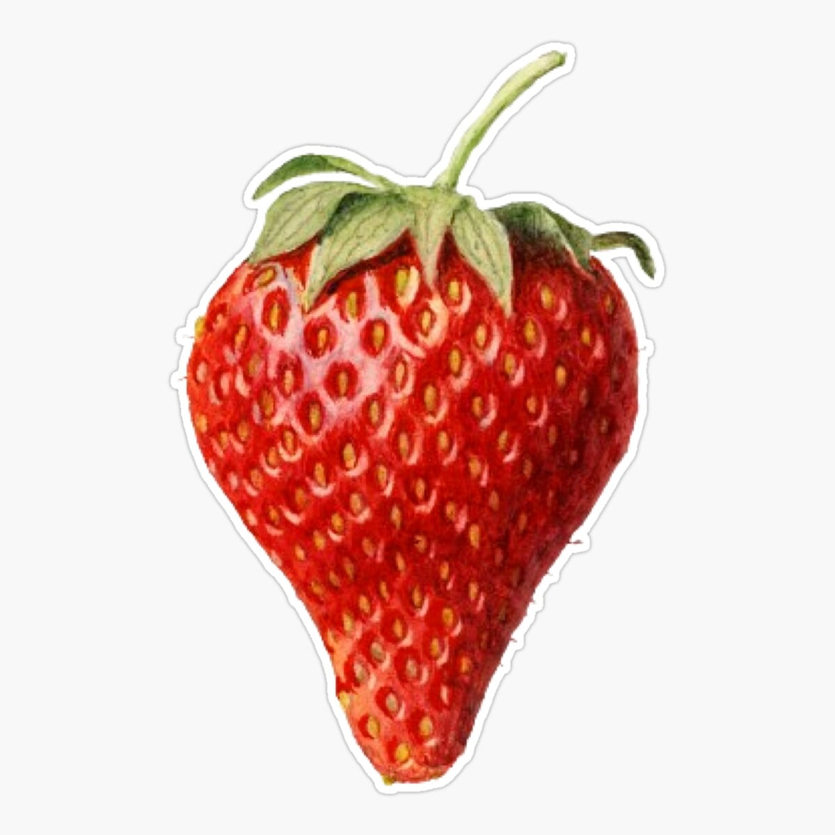 Maneki Giant Watercolor Strawberry Er, Phone Decal Water Bottle ...