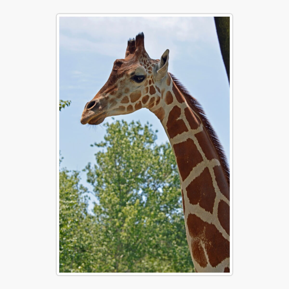 Maneki Giraffe From Below Er, Phone Decal Water Bottle Stickers Car ...