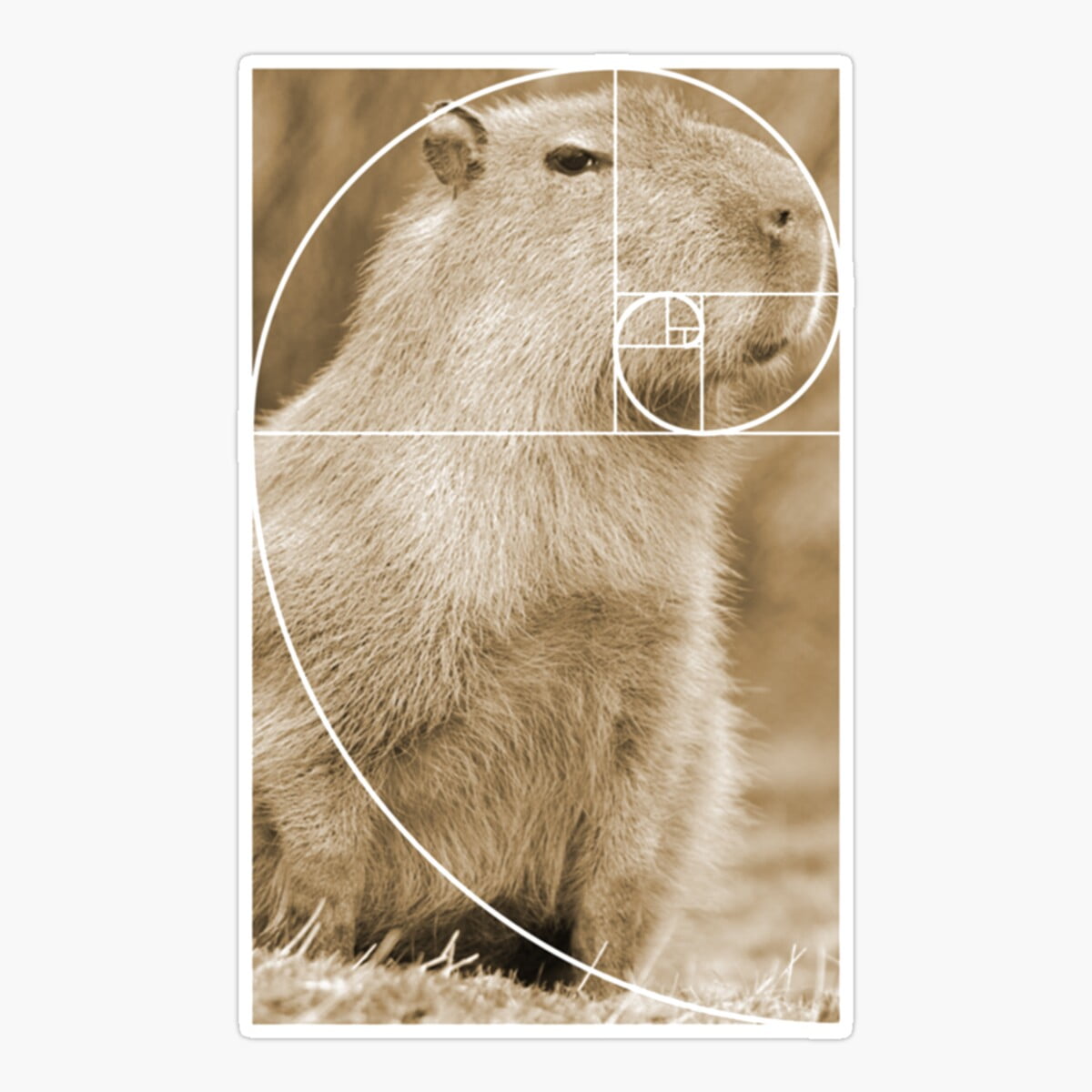Maneki Golden Ratio Capybara Fibonacci Spiral Funny Math Gift Pullover ...