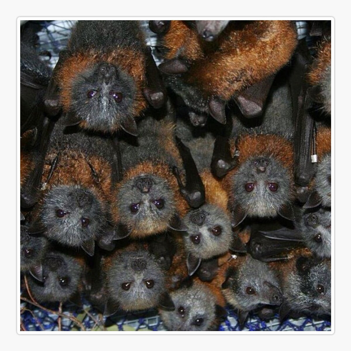 Maneki Gorgeous Grey Headed Flying Fox Bats. Er, Phone Decal Water ...