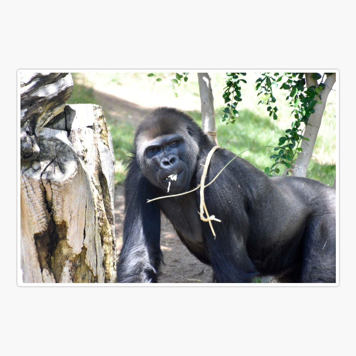 Maneki Gorilla Frank At The San Diego Zoo Safari Park Er, Phone Decal ...