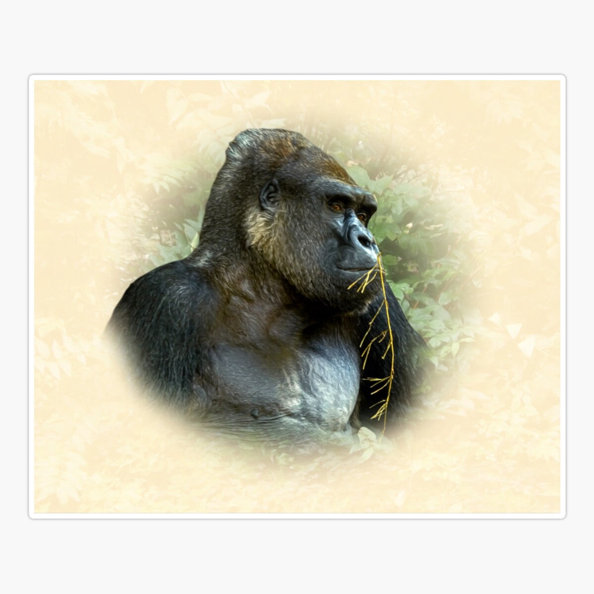 Maneki Gorilla Portrait Er, Phone Decal Water Bottle Stickers Car ...