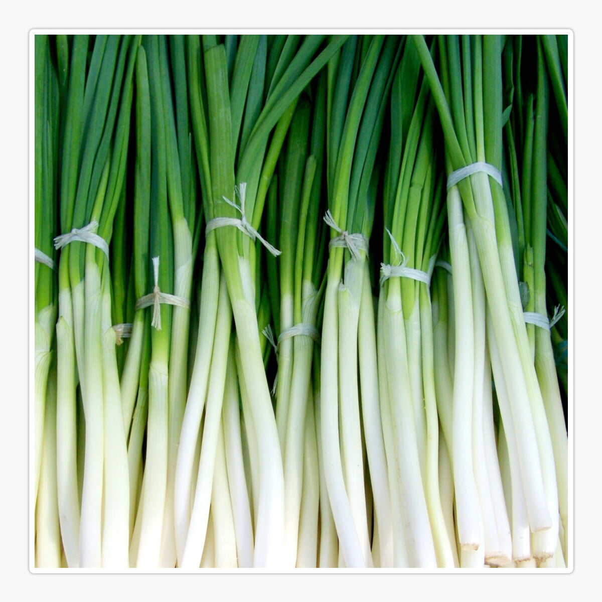 Maneki Green Onions Sticker, Phone Decal Water Bottle Stickers Car ...