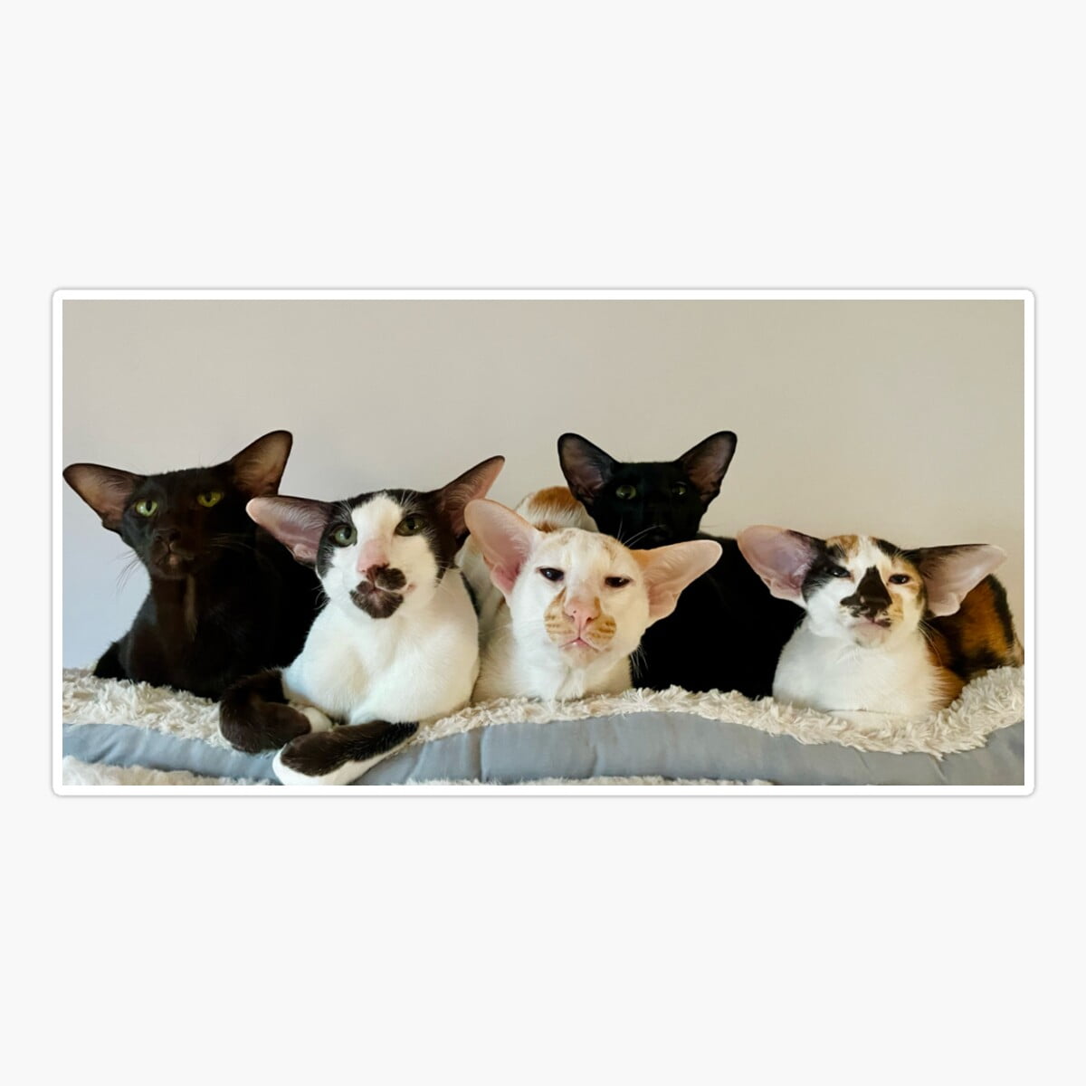 Maneki Group Photo! Sticker, Phone Decal Water Bottle Stickers Car ...