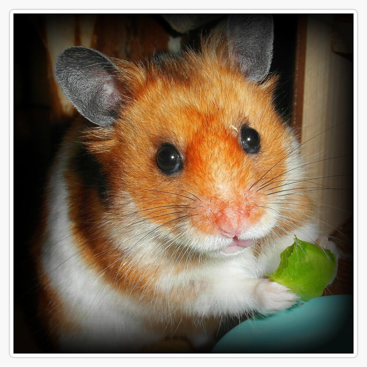 Maneki Hamster Barney Er, Phone Decal Water Bottle Stickers Car Decals ...