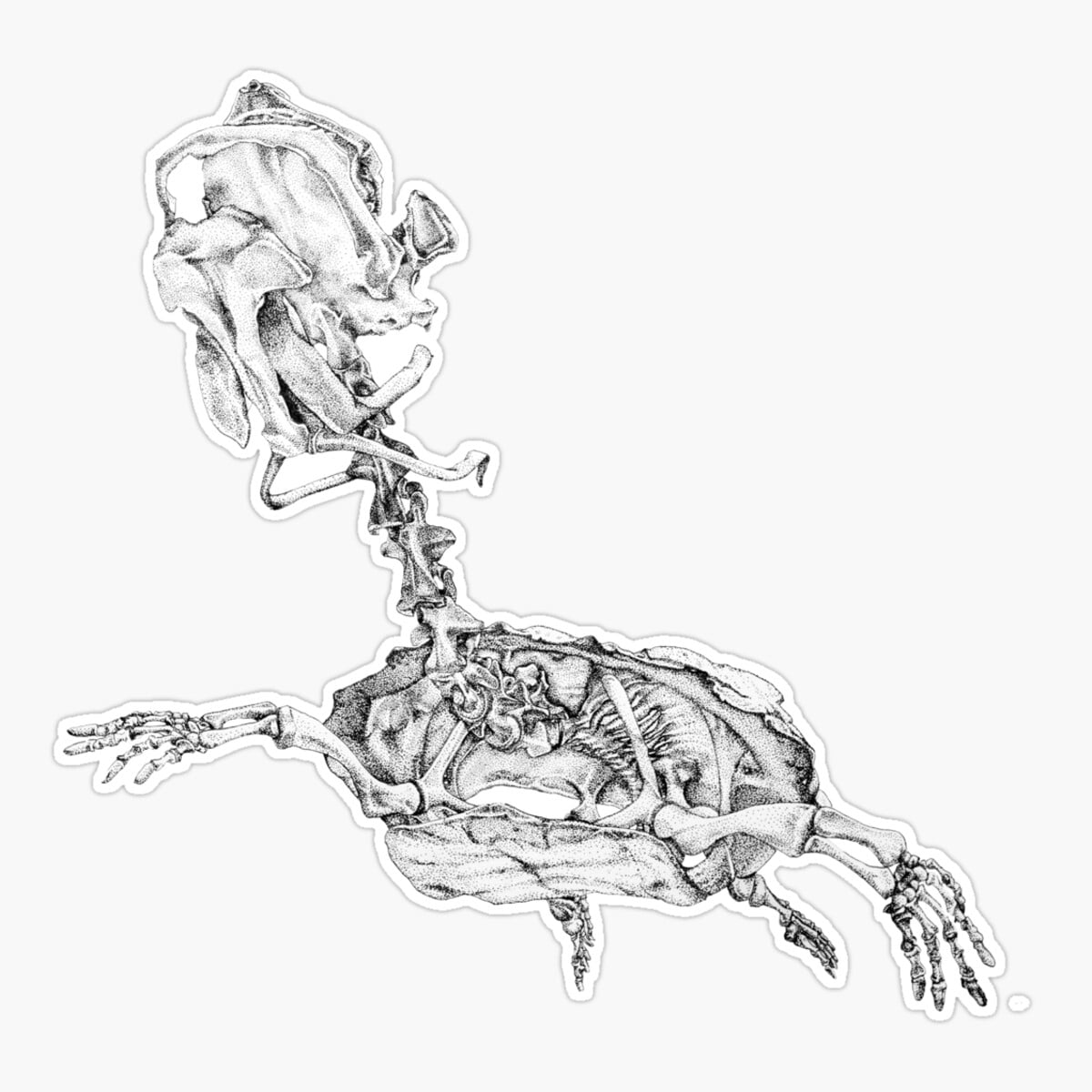 Maneki Hand Drawn Stippled Mata Mata Turtle Skeleton Er, Phone Decal ...