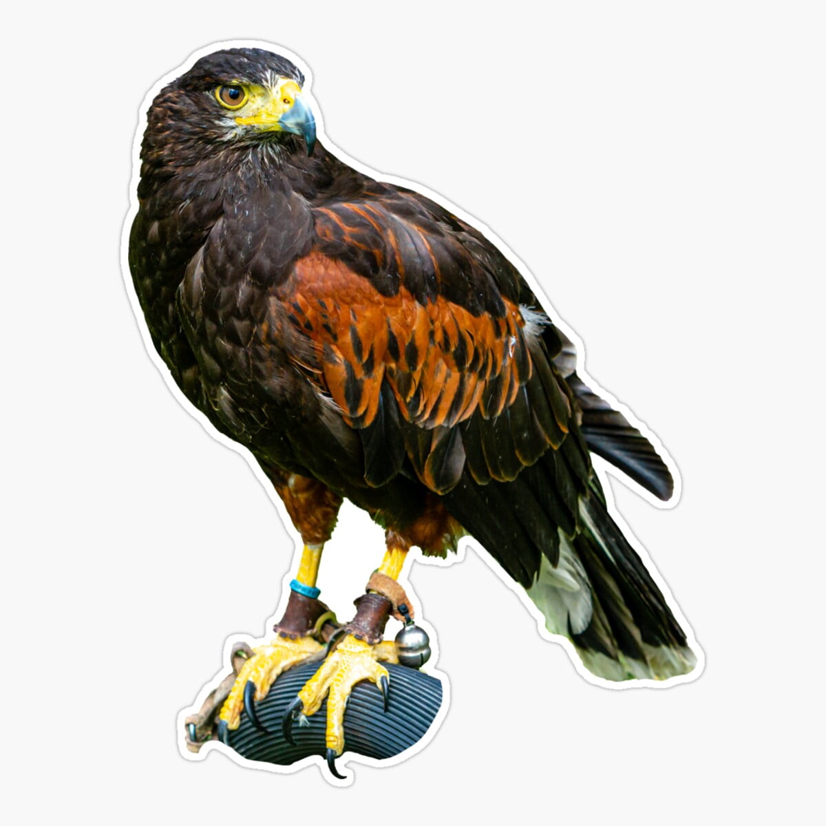 Maneki Harris Hawk on a bow perch er - Walmart.com