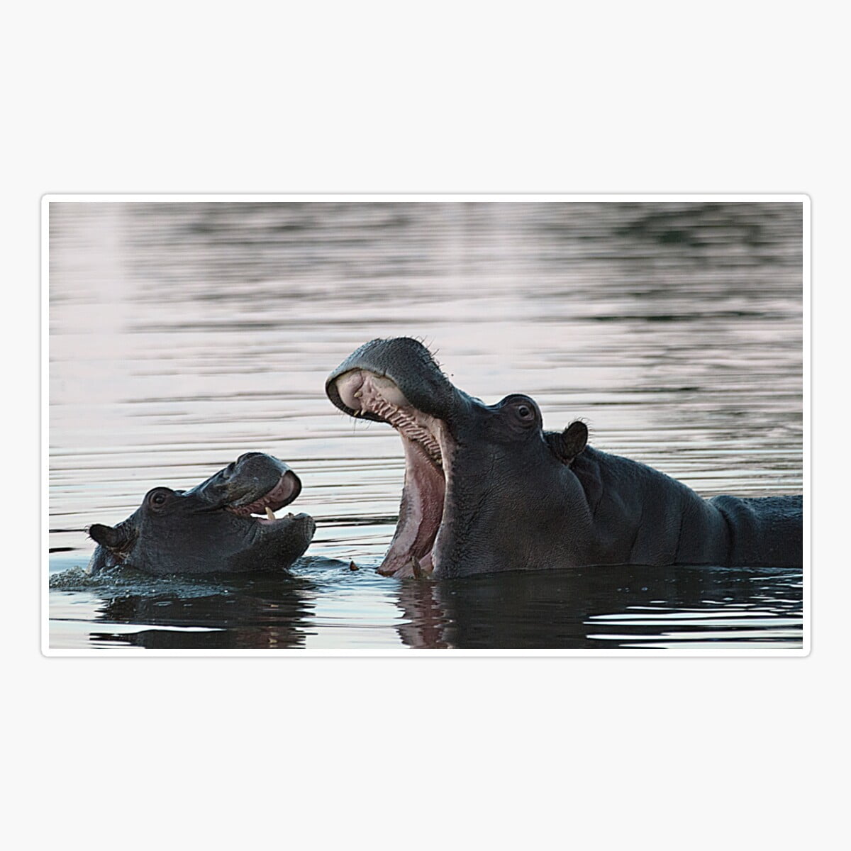 Maneki Here'S How You Open Your Mouth Wide Er, Phone Decal Water Bottle ...