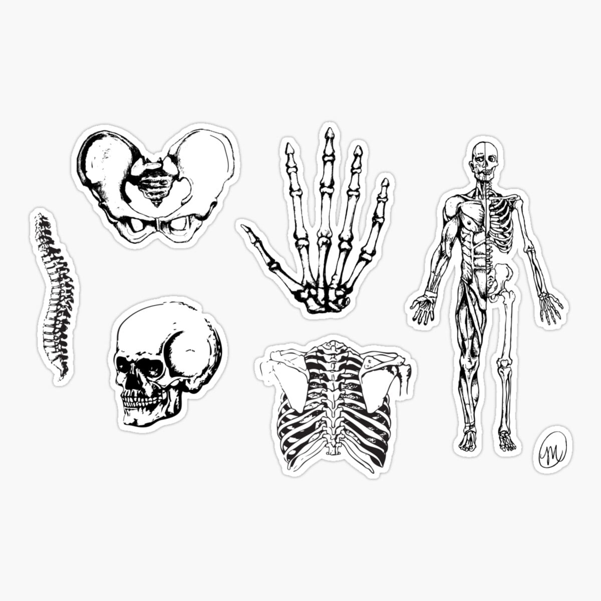 Maneki Human Anatomy Illustrations 2 Er, Phone Decal Water Bottle ...