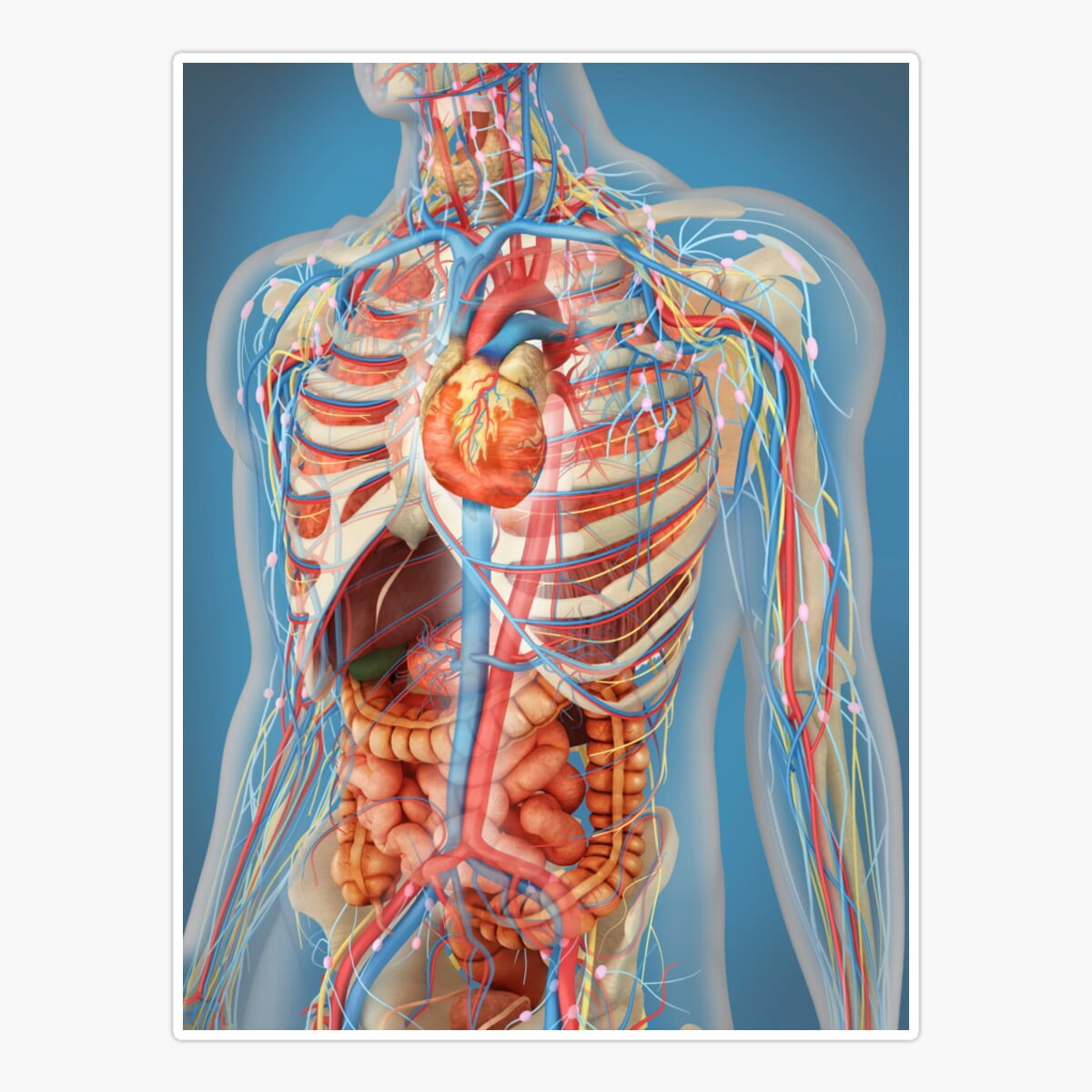 Maneki Human Body Showing Heart And Main Circulatory System Position ...