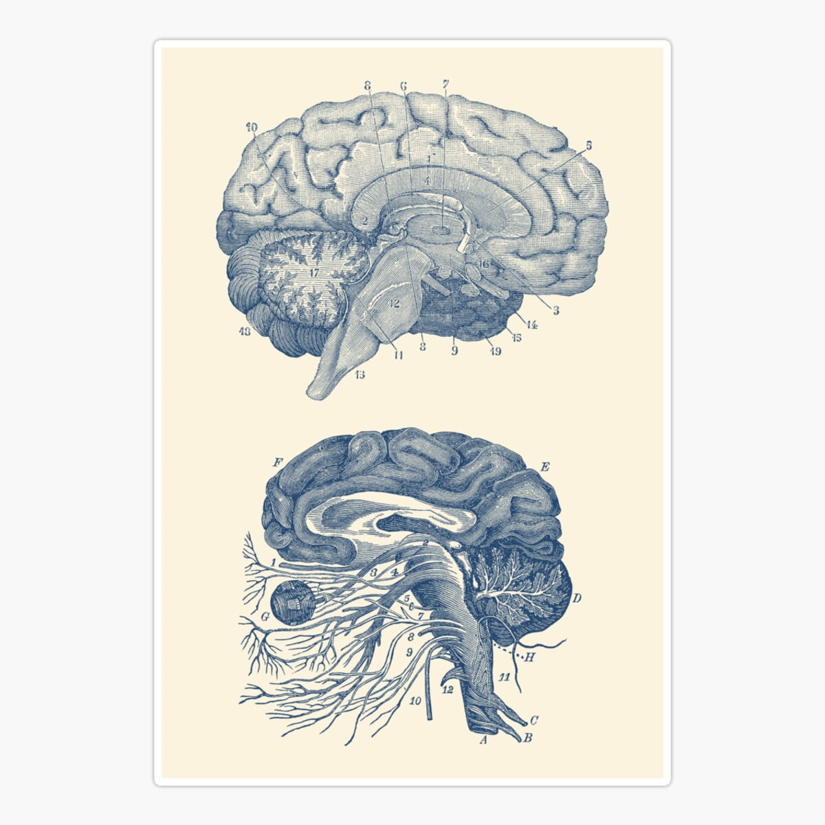 Maneki Human Brain - Central Nervous System Er, Phone Decal Water ...