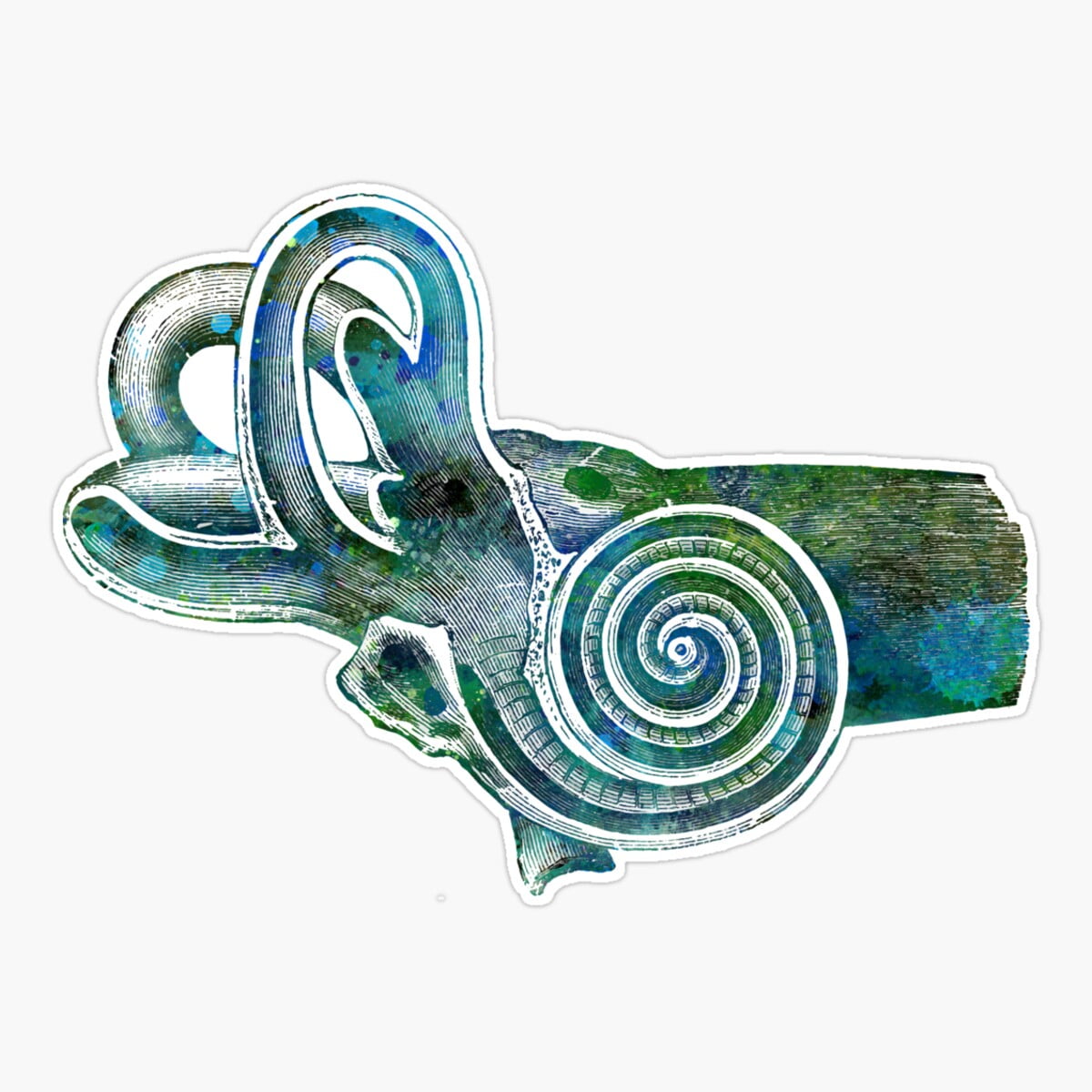 Maneki Human Ear Anatomy Cross Section Er, Phone Decal Water Bottle ...