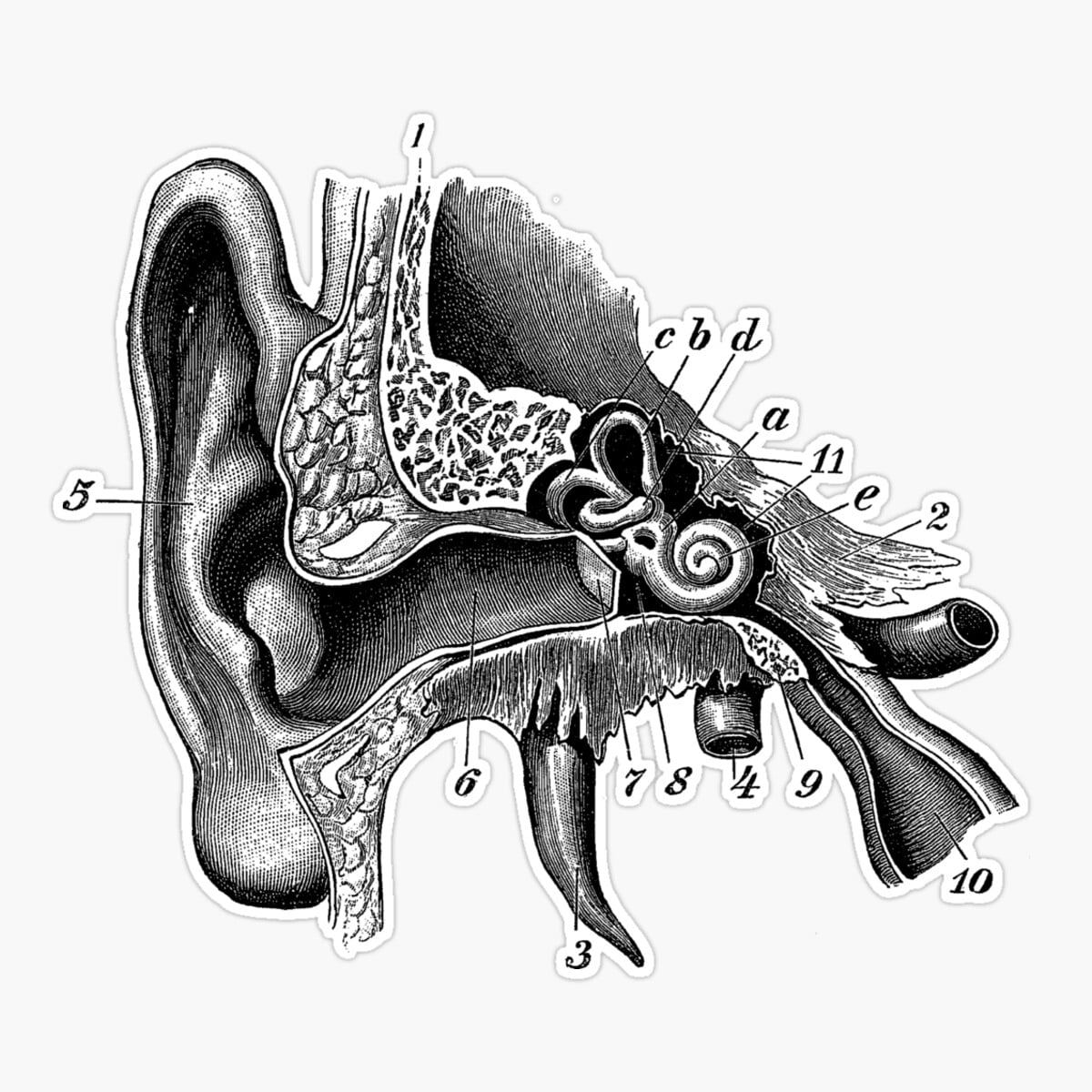 Maneki Human Inner Ear Anatomy Diagram - Vintage Print 2 Er, Phone ...