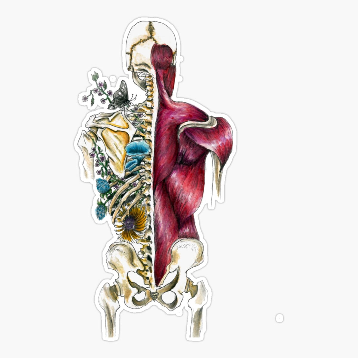 Maneki Human Skeleton Lora & Auna - Skeletal Lower Anatomy - Anatomy ...