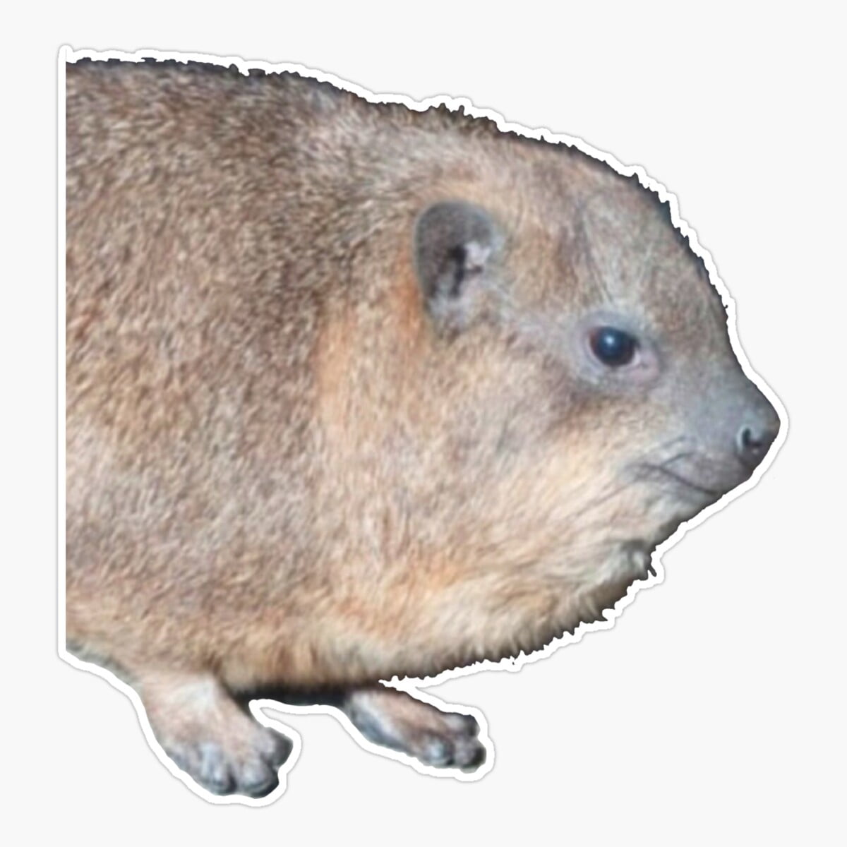 Maneki Hyrax Er, Phone Decal Water Bottle Stickers Car Decals, Funny ...