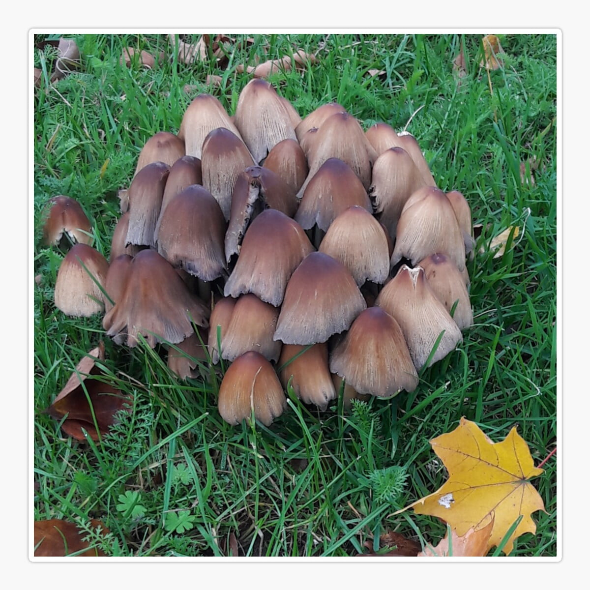 Maneki Inky-Cap Mushrooms Sticker, Phone Decal Water Bottle Stickers ...