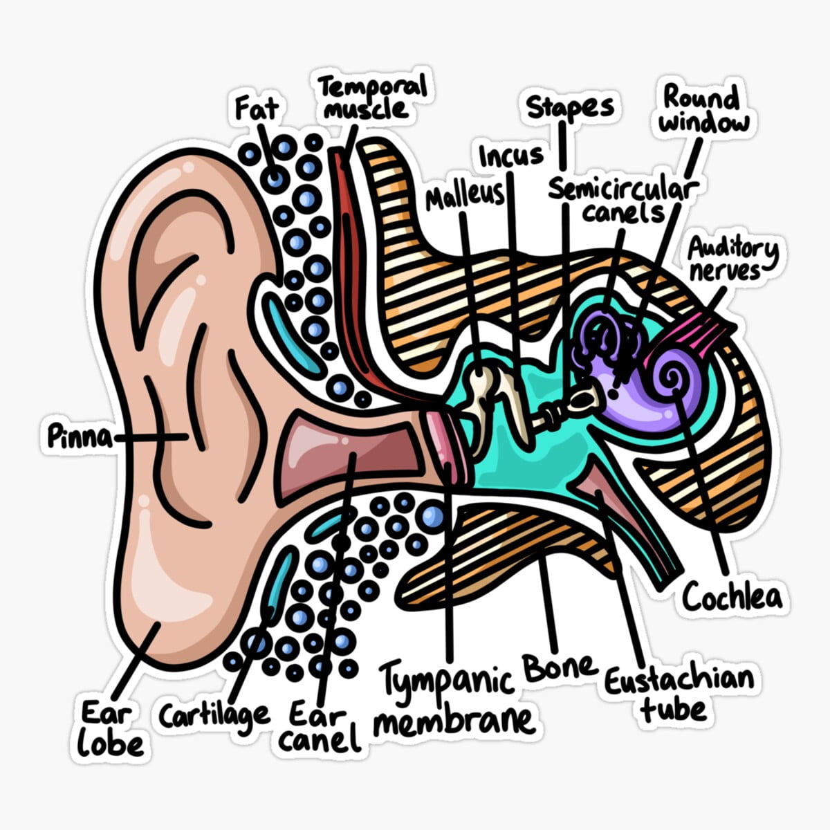 Maneki Inner Ear Diagram - Audiology Science Er, Phone Decal Water ...