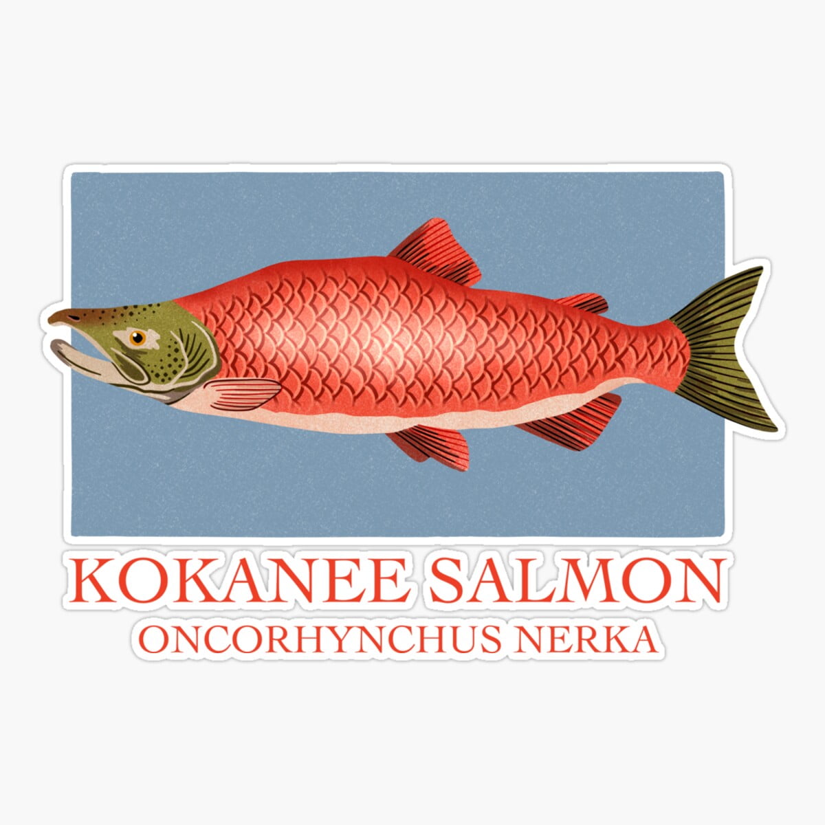 Maneki Kokanee Salmon Er, Phone Decal Water Bottle Stickers Car Decals ...