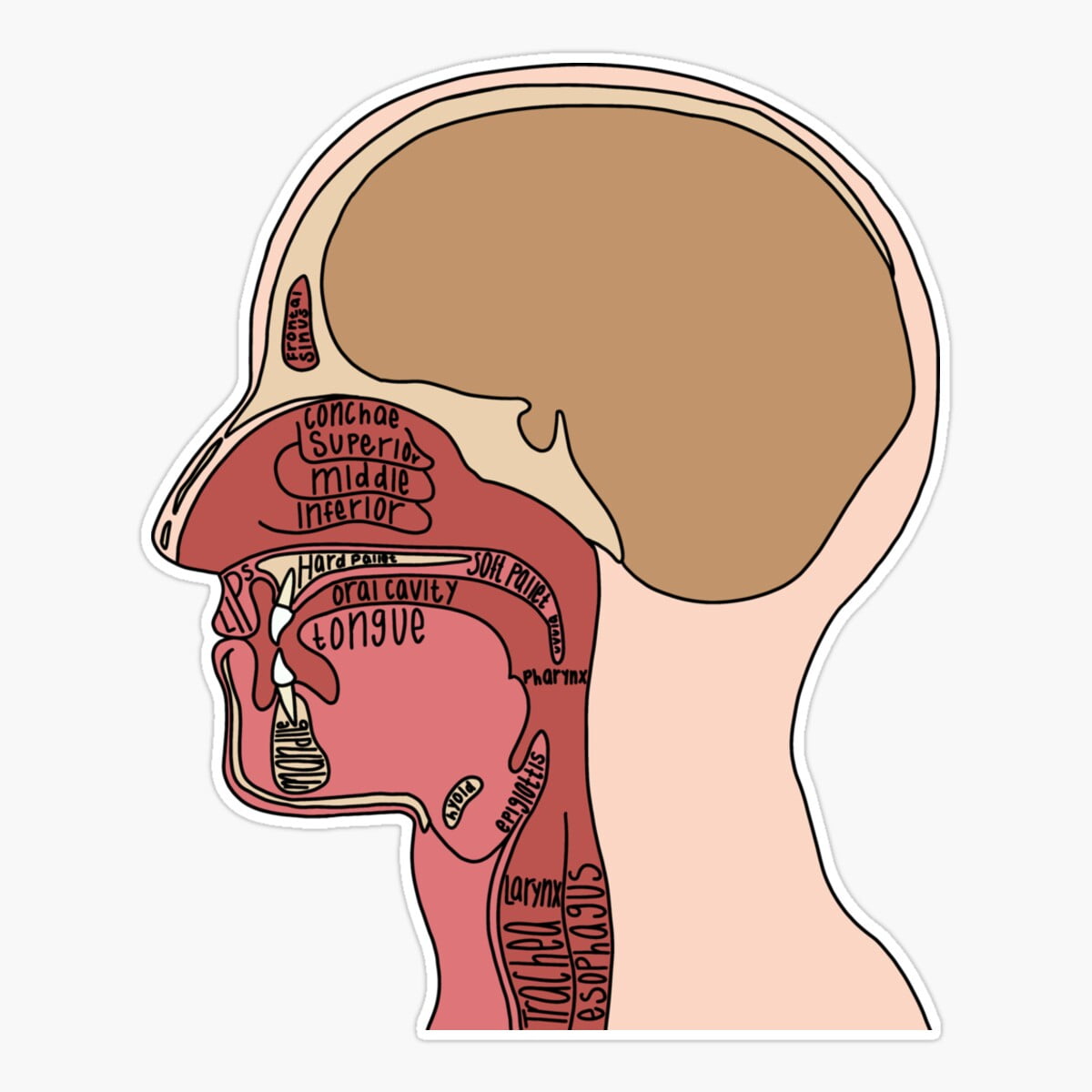 Maneki Labeled Head Anatomy Er, Phone Decal Water Bottle Stickers Car ...