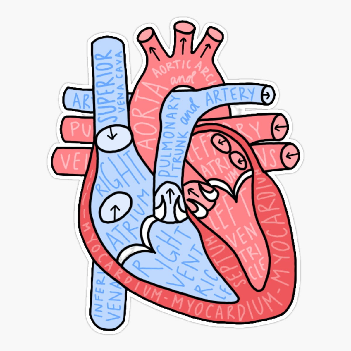 Maneki Labeled Heart Anatomy With Blood Flow Direction Er, Phone Decal ...
