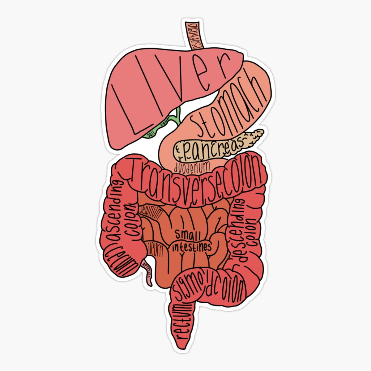 Maneki Labeled Intestine Anatomy Er, Phone Decal Water Bottle Stickers ...