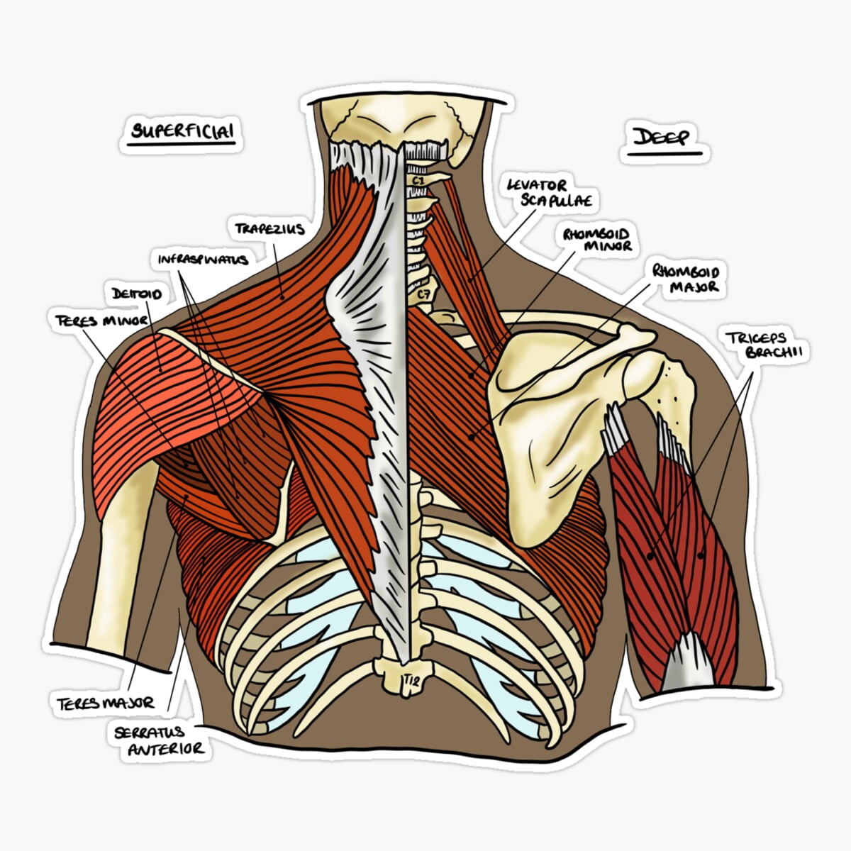 Maneki Labeled Muscular Anatomy Of The Upper Back Er, Phone Decal Water ...