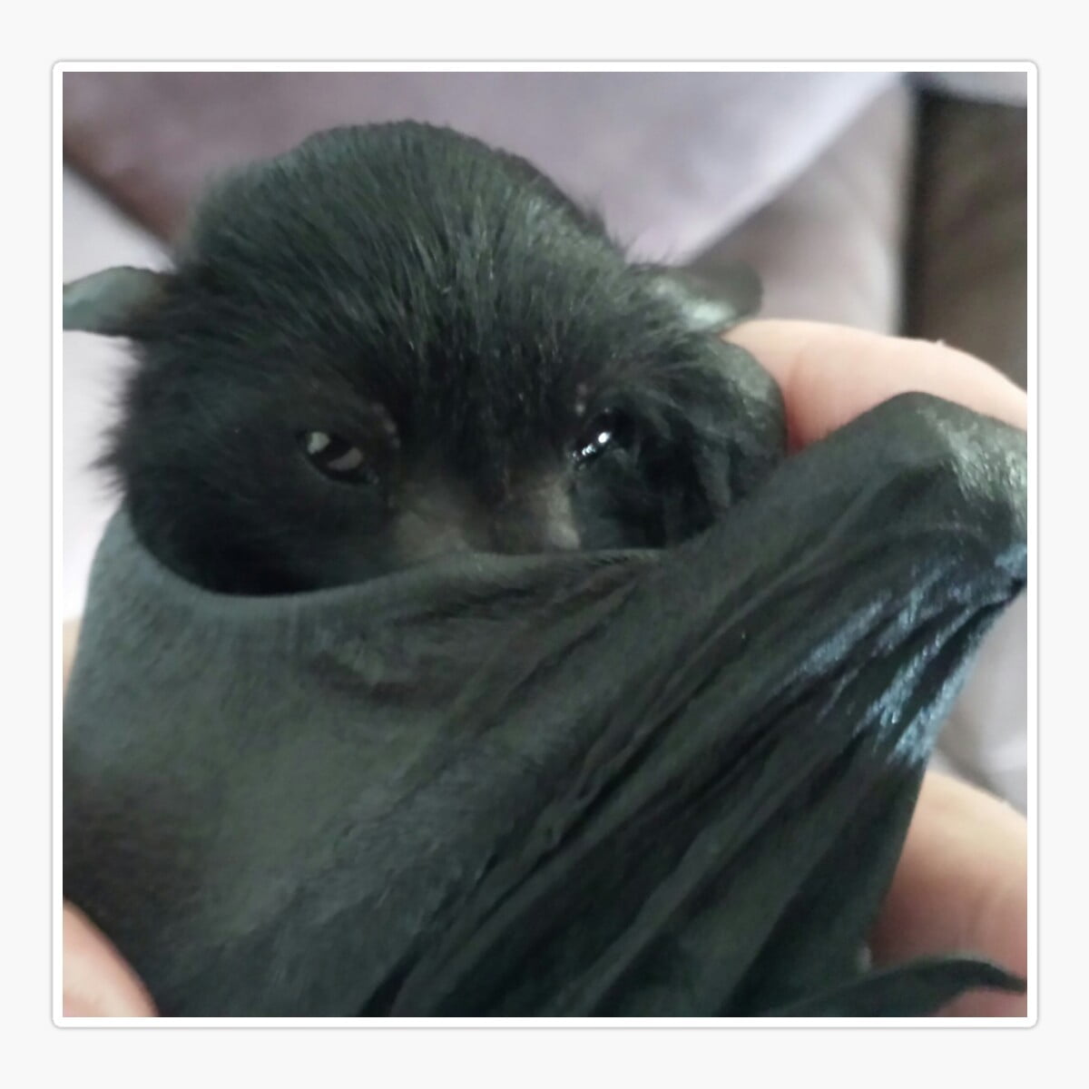 Maneki Larry The Bat No Text Vampire Impression . Er, Phone Decal Water ...