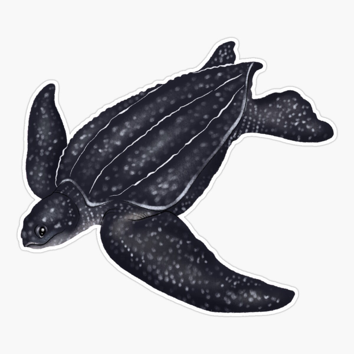 Maneki Leatherback Sea Turtle Sticker, Phone Decal Water Bottle ...