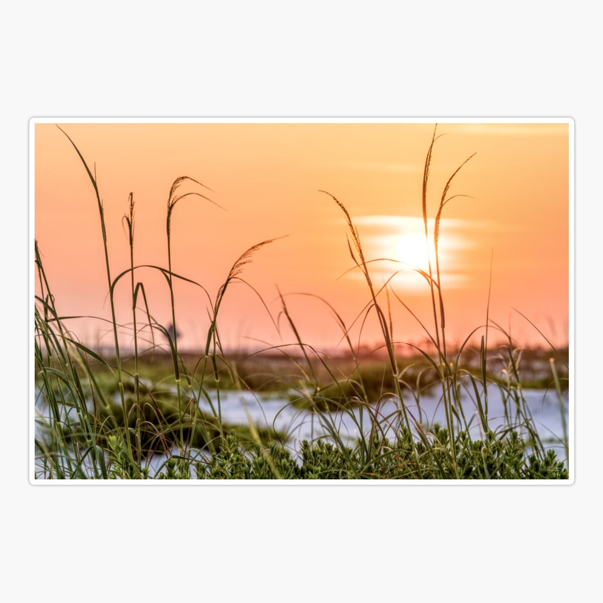 Maneki Lorida Sea Oats Sunrise Sticker, Phone Decal Water Bottle ...