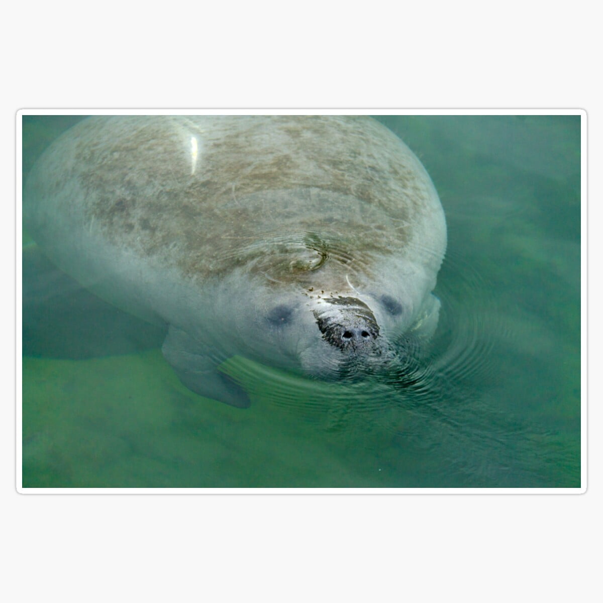 Maneki Manatee Close Up Er, Phone Decal Water Bottle Stickers Car ...