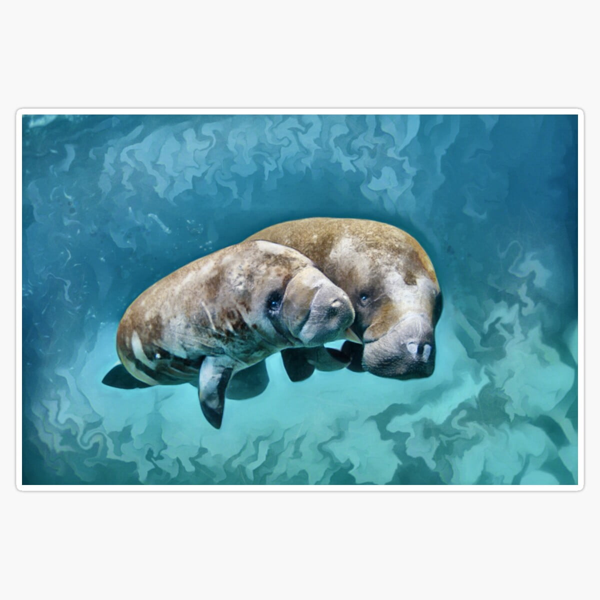 Maneki Manatees Swimming Er, Phone Decal Water Bottle Stickers Car ...