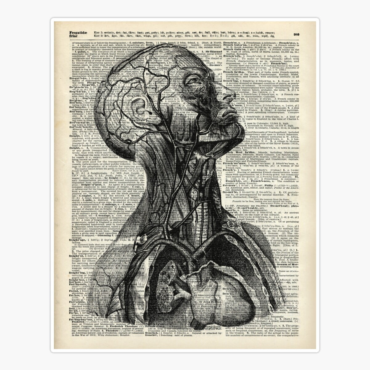 Maneki Medical Human Anatomy Illustration Over Old Book Page Er, Phone ...