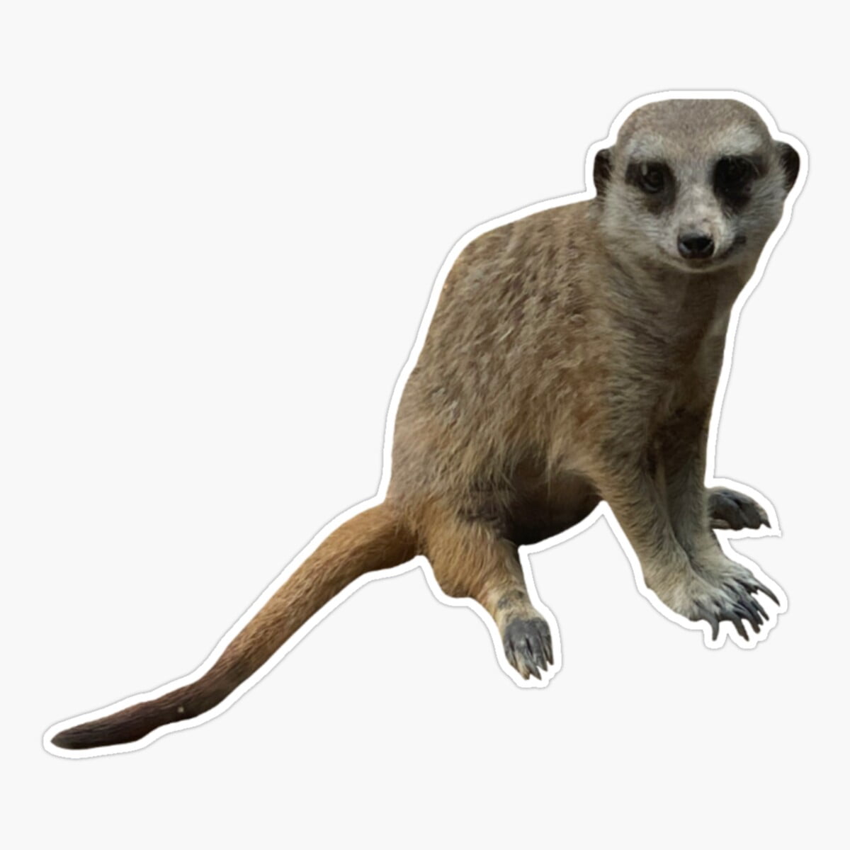 Maneki Meerkat African Wildlife Safari Savanna Meerkats Meercat Nature ...