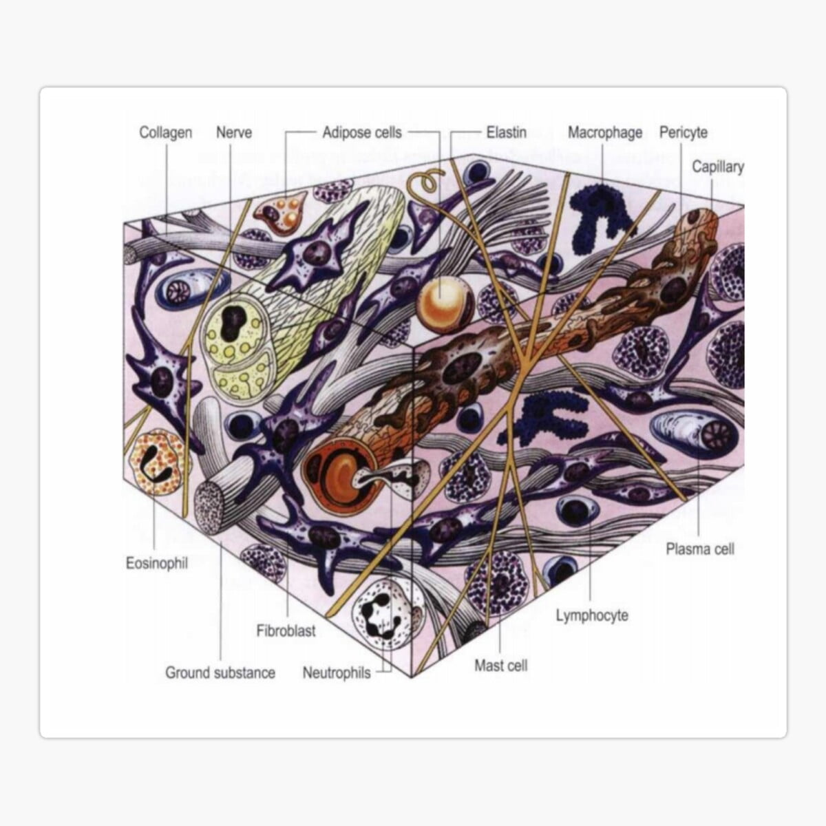 Maneki Muscle - Physical Therapy Er, Phone Decal Water Bottle Stickers ...