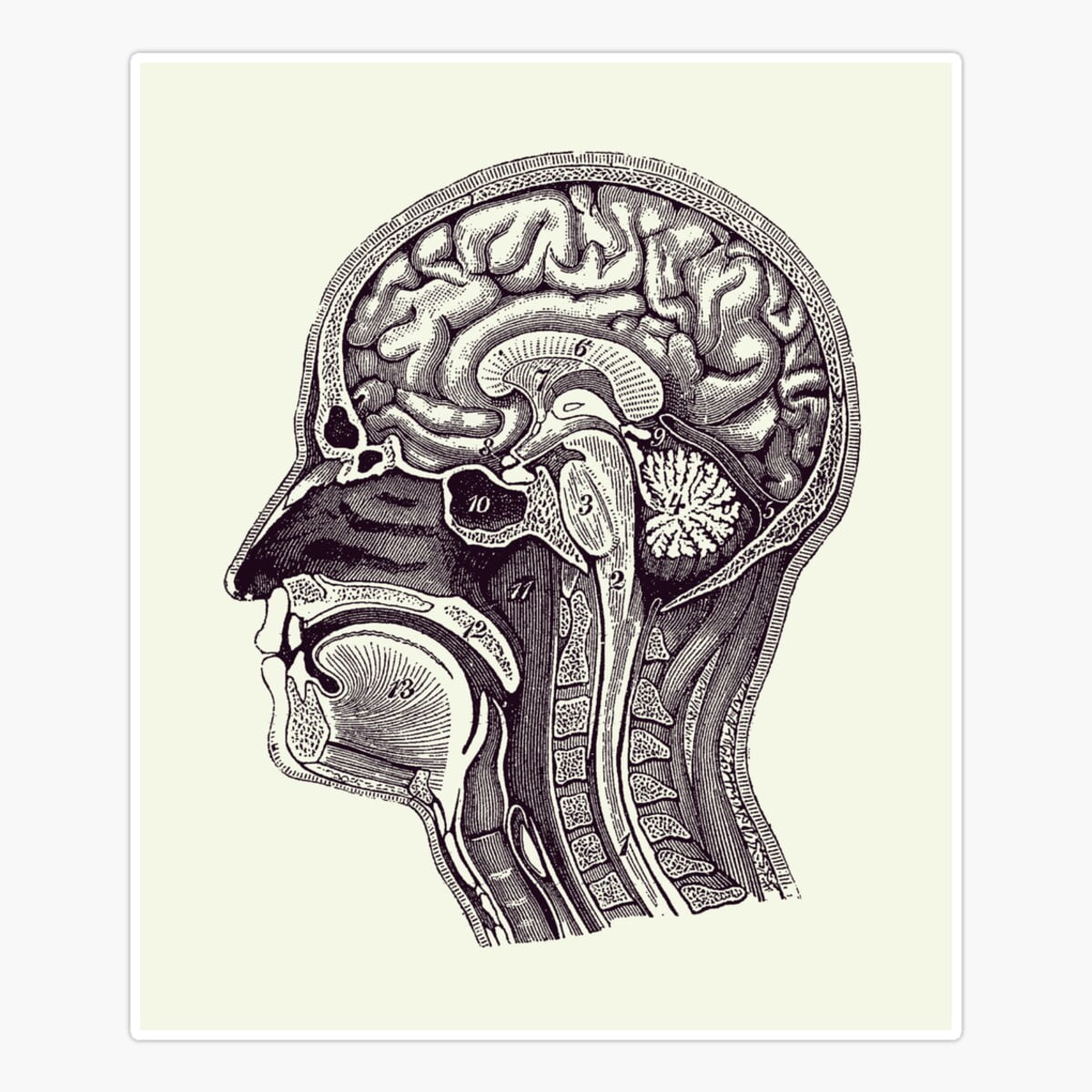 Maneki Normal Anatomy Of Human Brain - Vintage Print 2 Er, Phone Decal ...