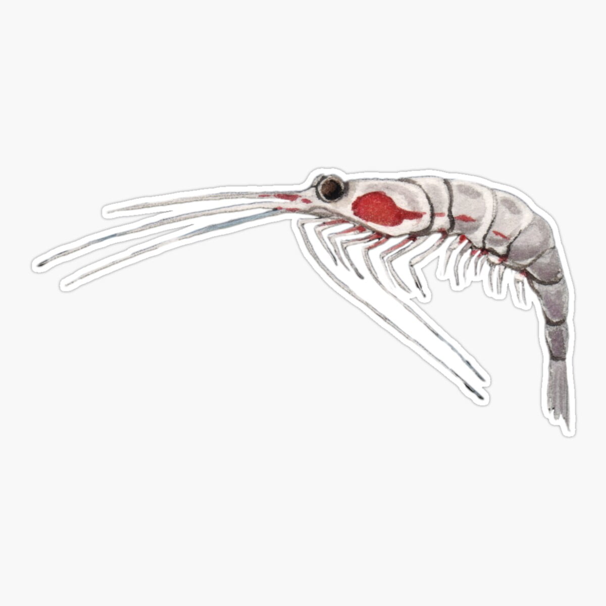 Maneki Northern Krill Sticker, Phone Decal Water Bottle Stickers Car ...