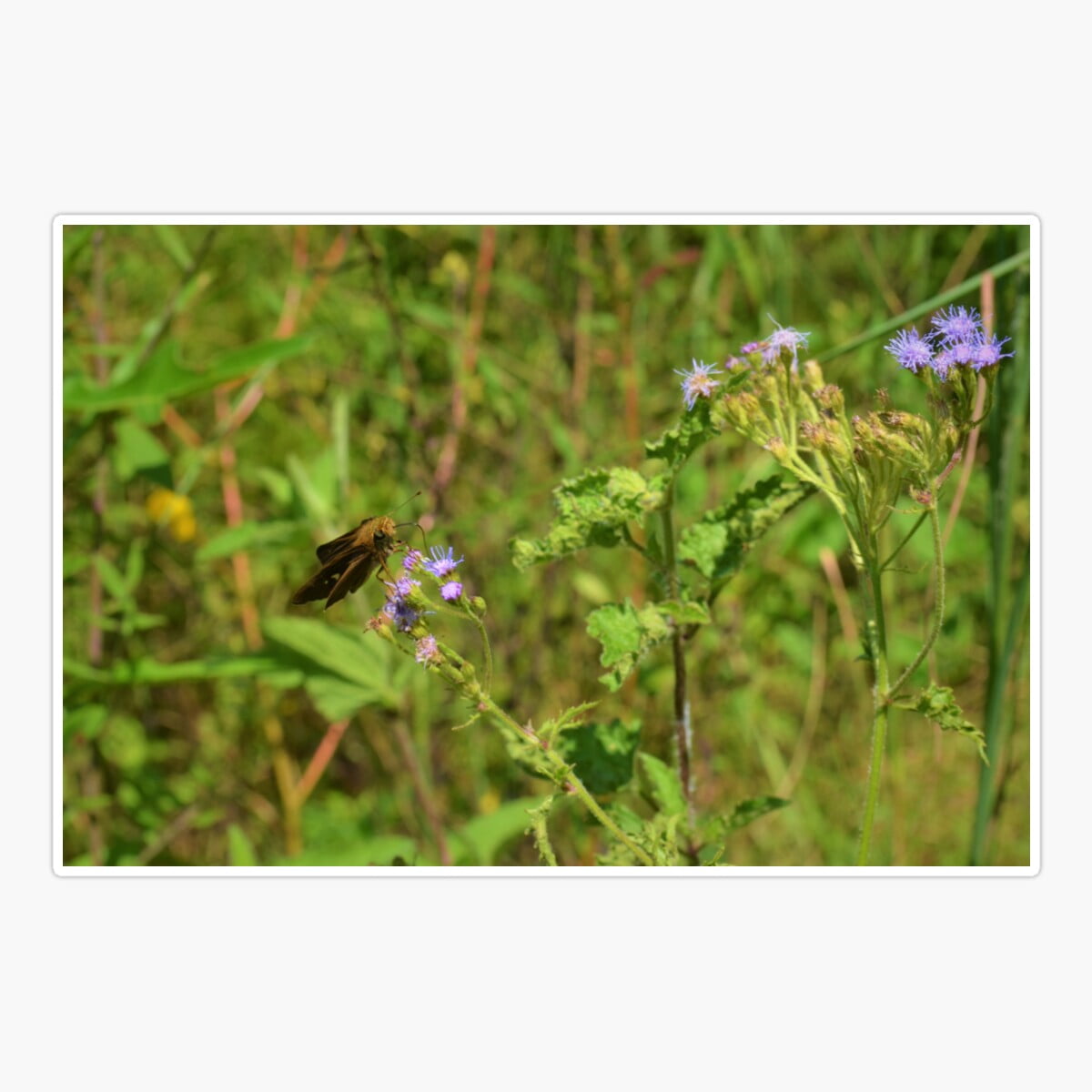 Maneki Ocola Skipper (Panoquina Ocola) Rom Blue Mistlower (Conoclinium ...