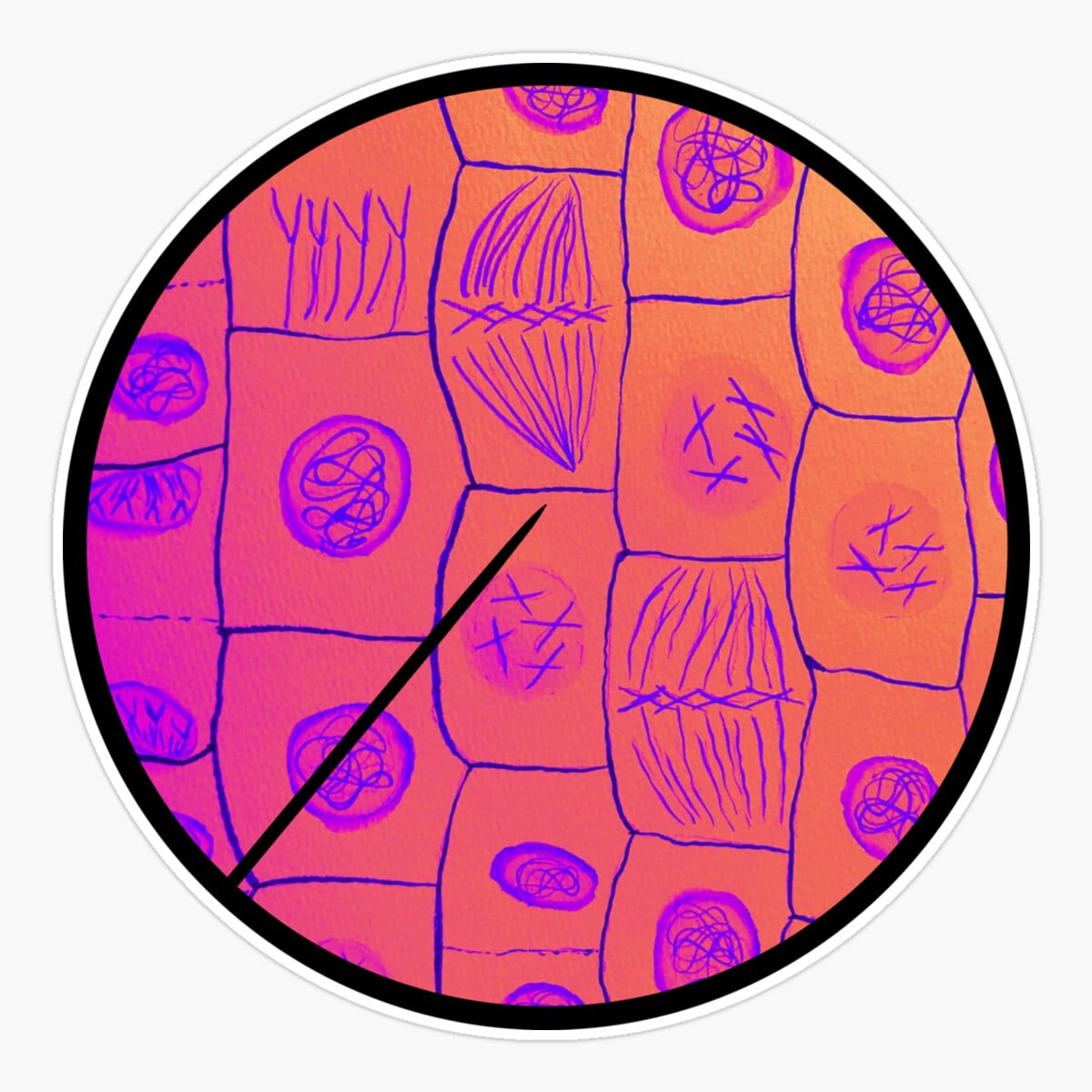 Maneki Onion Root Tip Mitosis Cell Biology Print Er, Phone Decal Water ...